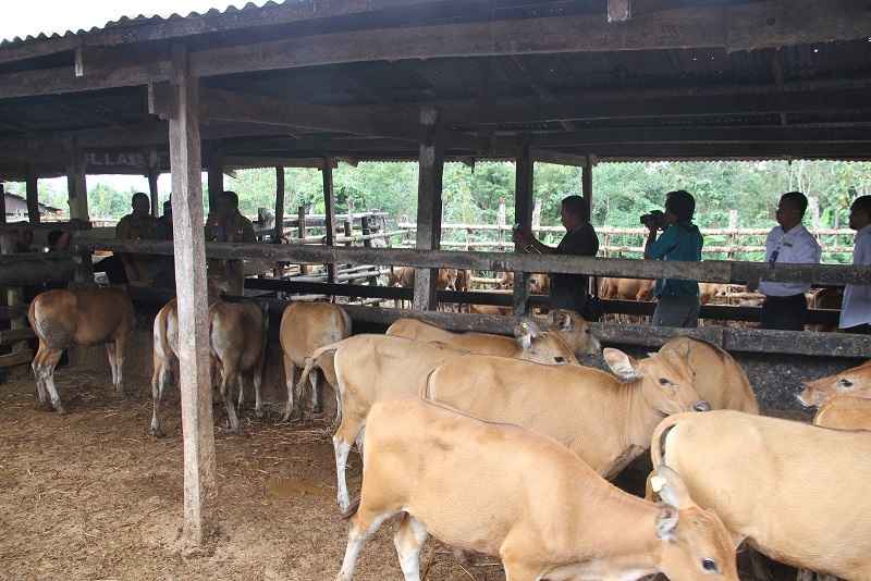 Budidaya Sapi Potong Menjadi Investasi di Bone